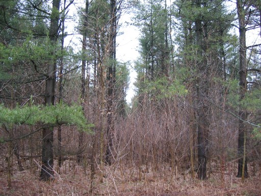 Williams & Associates Forestry Consulting Ltd. – Helping you make the ...