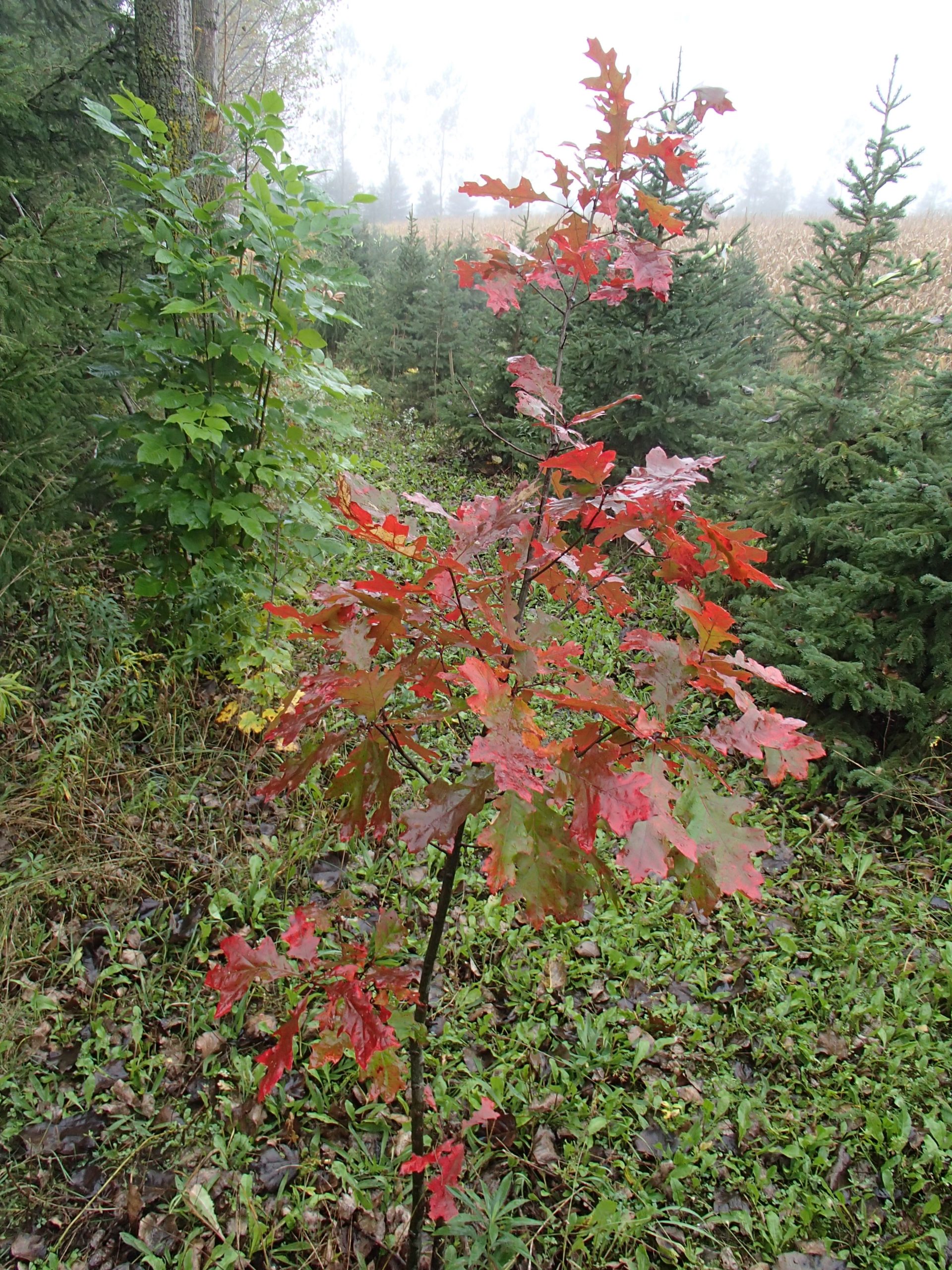Tree Planting and Tending